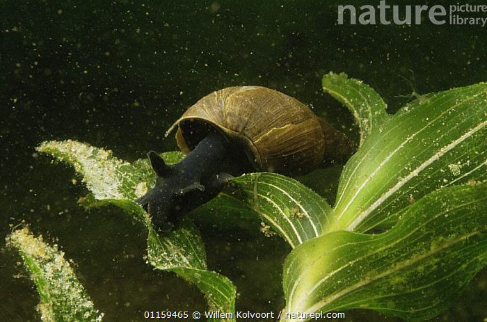 Stock photo of Marsh snail (Lymnaea palustris) on Perfoliate pondweed ...