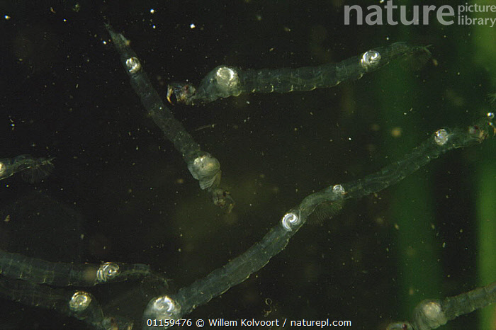 Stock photo of Ghost midge larvae (Corethra plumicornis) in canal near ...