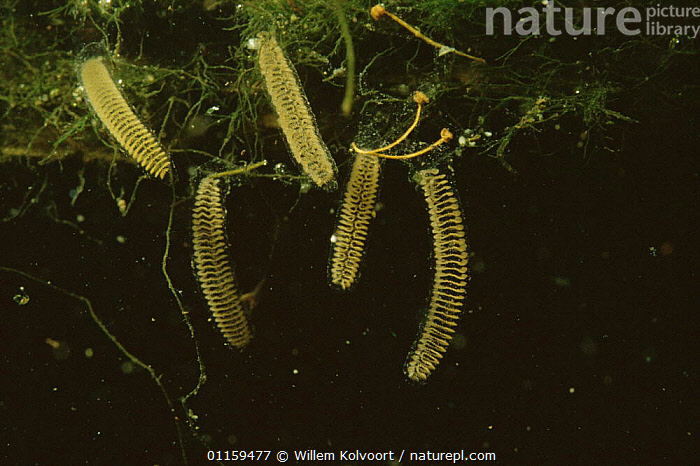 Stock photo of Non biting midge eggs (Chironomus plumosus) in canal ...