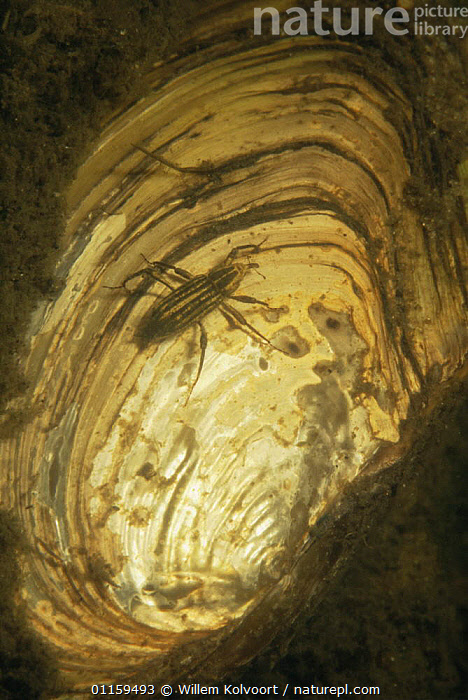 Stock photo of Semi-aquatic weevil (Pachyrhinus / Bagous elegans) on ...