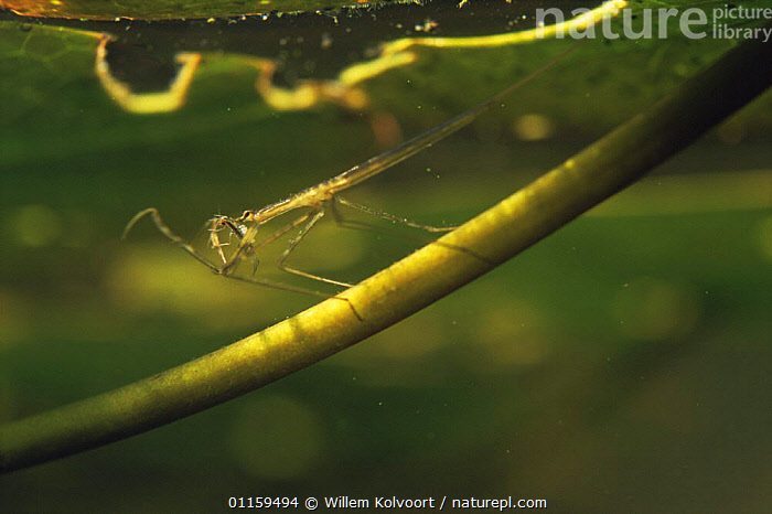 Stock photo of Water stick insect (Ranatra linearis) with prey, Holland ...
