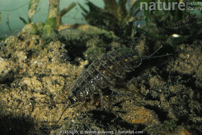 Stock photo of Common freshwater louse (Asellus aquaticus) Holland ...