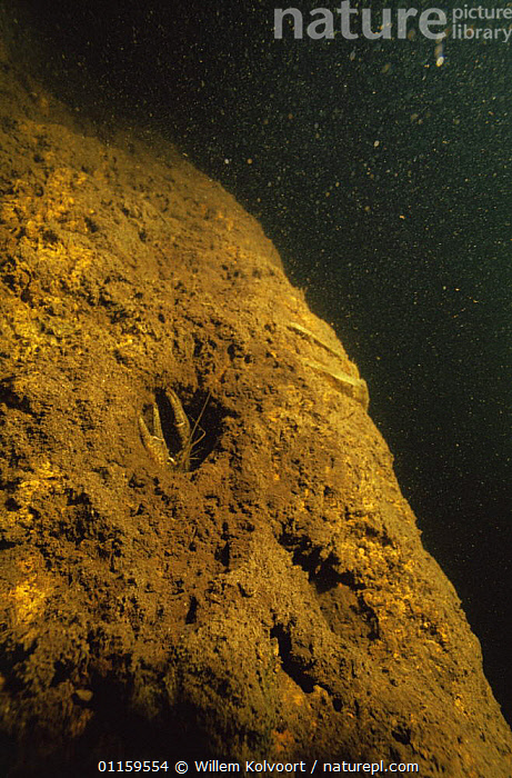 Stock photo of Spinycheek / American freshwater crayfish in nest hole ...