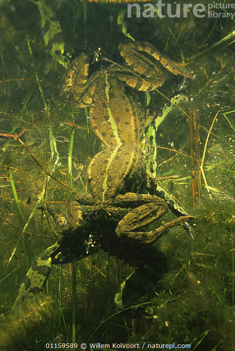 Stock photo of Rear view of European edible frogs in amplexus (Rana ...