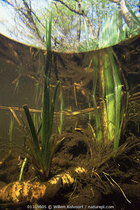 Stock photo of Underwater view of Yellow iris plant (Iris pseudacorus ...