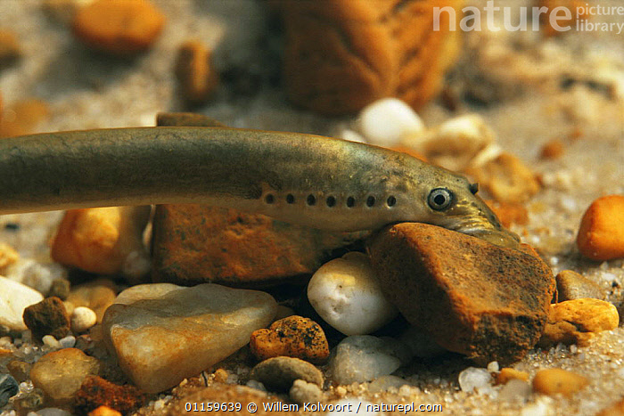 Stock photo of Brook lamprey adult (Lampetra planeri) Holland. Eyes ...