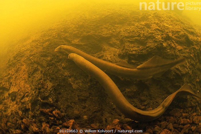 Stock photo of European river lamprey (Lampetra fluviatilis) male and ...