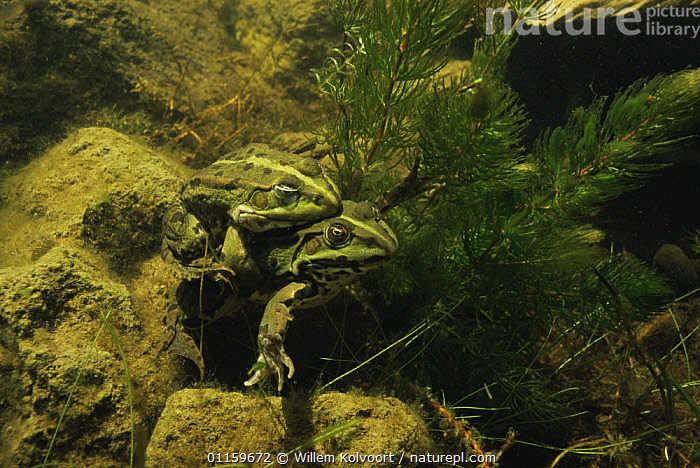 Stock photo of European edible frogs mating underwater (Rana esculenta ...