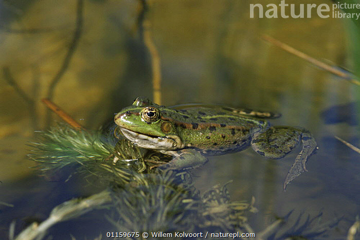 Stock photo of European edible frog (Rana esculenta) Holland. Available ...