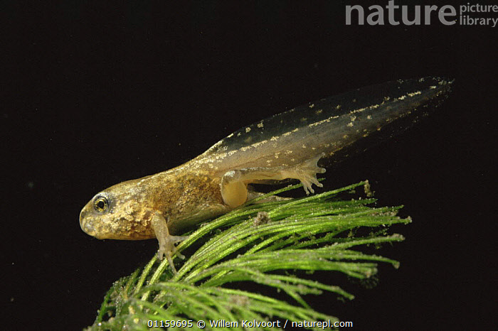 Stock photo of Developing tadpole of Common frog (Rana temporaria ...