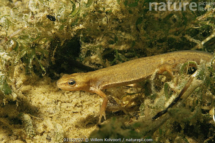 Stock photo of Female Smooth newt (Triturus vulgaris) Holland ...