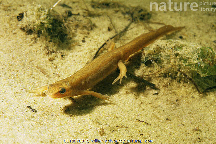 Stock photo of Female Smooth newt (Triturus vulgaris) Holland ...
