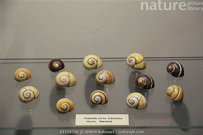 Stock photo of Shells of the Land snail {Polymita picta} showing colour ...
