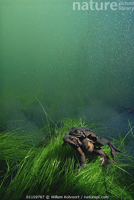 Stock photo of Common frogs (Rana temporaria) mating at bottom of pond ...