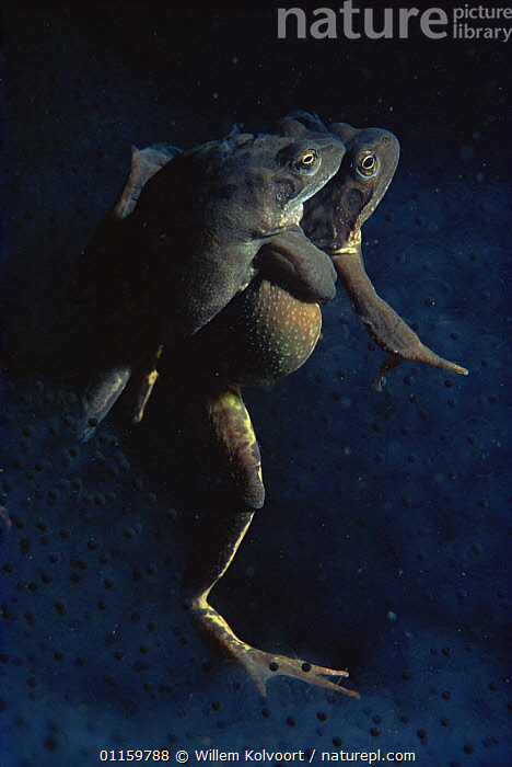 Stock photo of Common frogs mating (Rana temporaria) sand winning pit ...