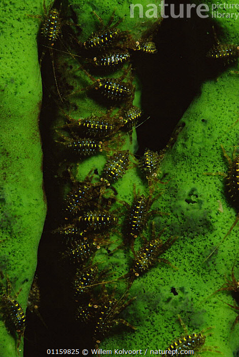 Stock photo of {Brandtia parasitica} Gammarid amphipod endemic to Lake ...