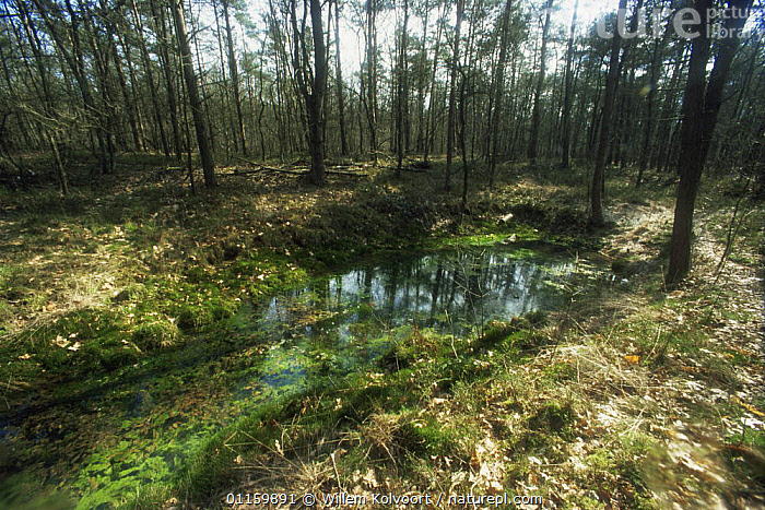 Stock photo of Old freshwater wells in woodland that were made by man ...