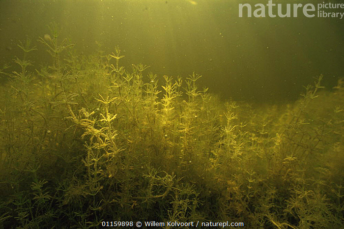 Stock photo of Stonewort algae {Chara vulgaris} Lake Naarden, Holland ...