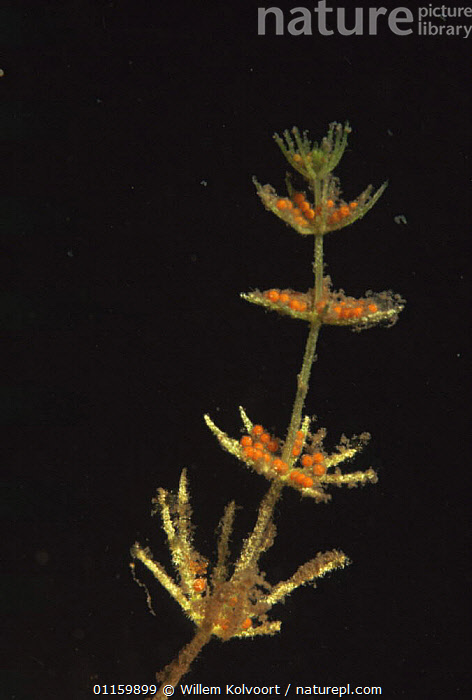 Stock photo of Stonewort algae {Chara vulgaris} with male fertilised ...