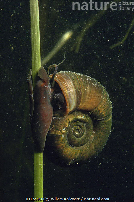 Stock photo of Great ramshorn snail (Planorbis corneus) sand winning ...
