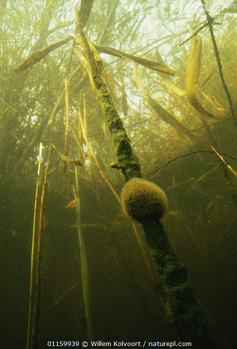 Stock photo of Moss animals / Bryozoans {Plumatella fungosa} on sponge ...