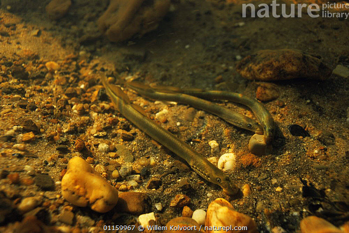 Stock photo of Brook lampreys (Lampetra planeri) underwater in brook ...