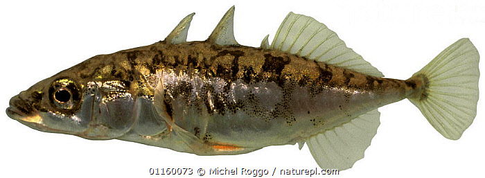 Gasterosteus Aculeatus Gasterosteus Aculeatus Driedoornige