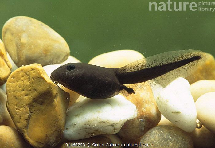Stock photo of Common European toad (Bufo bufo) tadpole underwater ...