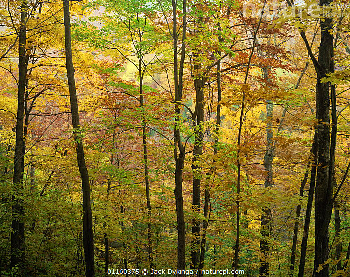 Stock photo of Sugar maple {Acer saccharum}, American beech {Fagus ...