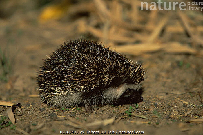 Stock photo of South african hedgehog (Atelerix frontalis) Gauteng ...