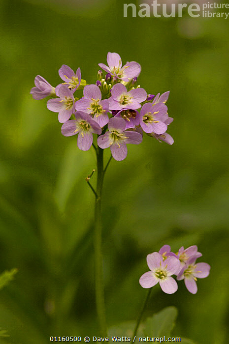 Stock photo of Bittercress {Cardamine raphanifolia} France. Available ...
