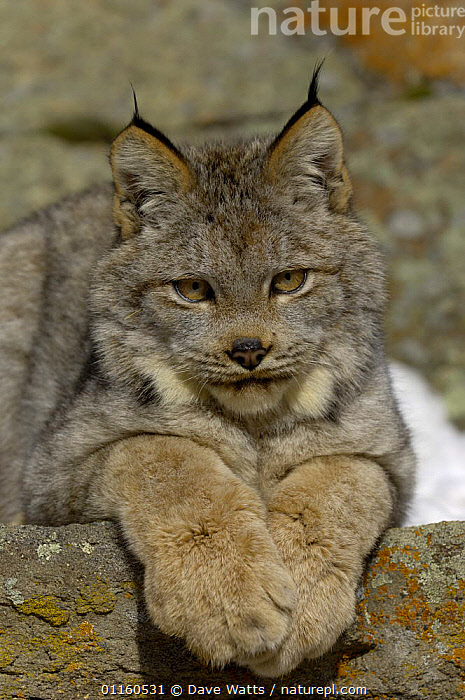 Stock photo of Canadian Lynx {Lynx lynx canadensis} portrait, Captive ...