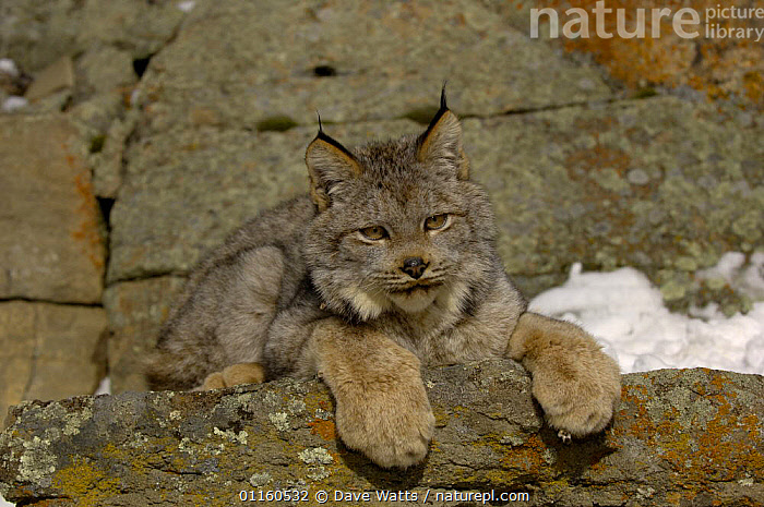 Stock photo of Canadian Lynx {Lynx lynx canadensis} Captive. Available ...