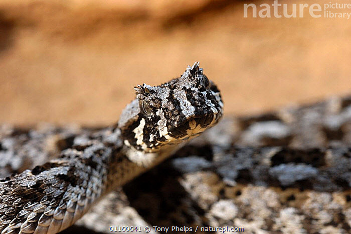 Stock photo of Red adder {Bitis rubida} male, Swartberg Mts, Little ...