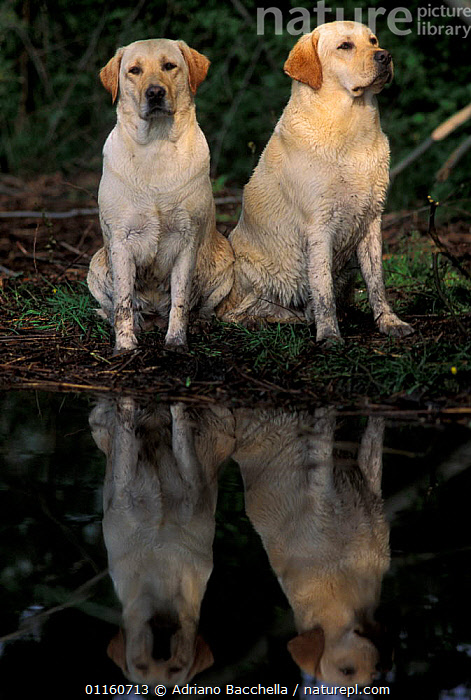 Stock photo of Domestic dogs, two yellow labrador retreivers sitting by ...