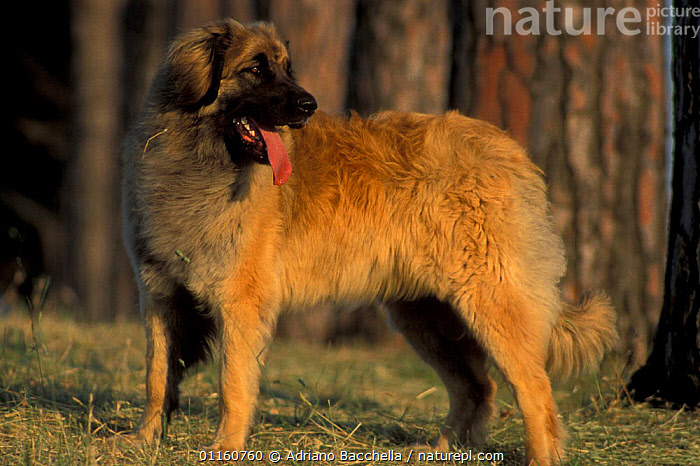 Stock photo of Domestic dog, Leonberger looking back.. Available for ...