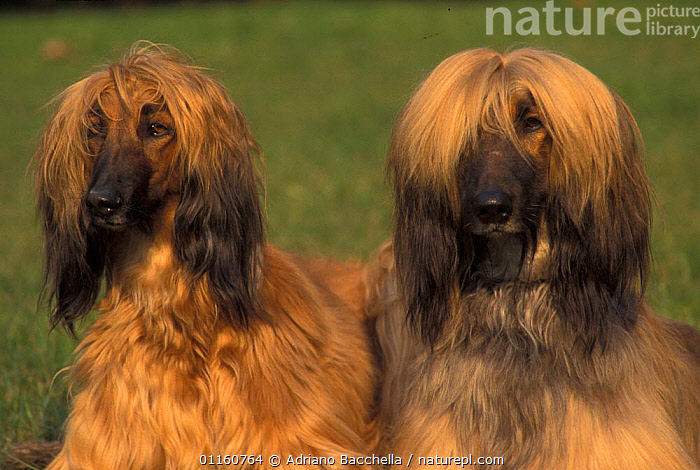 Stock photo of Domestic dogs, two Afghan Hounds.. Available for sale on ...
