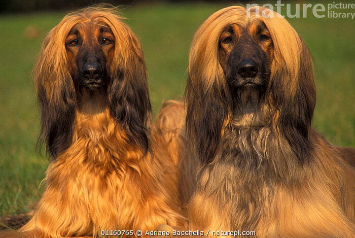 Stock photo of Domestic dogs, two Afghan Hounds.. Available for sale on ...