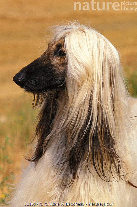 Stock photo of Domestic dog, Afghan Hound profile.. Available for sale ...