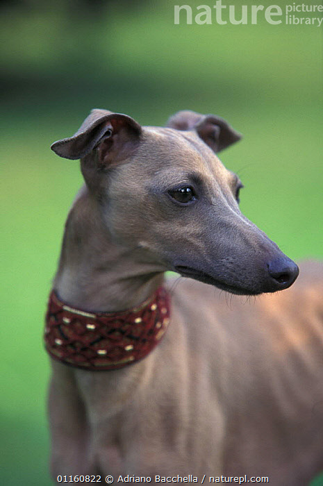 Stock photo of Domestic dog, fawn whippet wearing a collar, lookig away ...