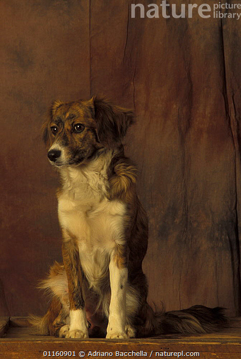 Stock photo of Domestic dog, mongrel studio portrait.. Available for ...