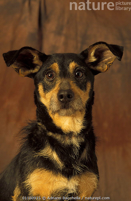 Stock photo of Domestic dog, mongrel studio portrait.. Available for ...
