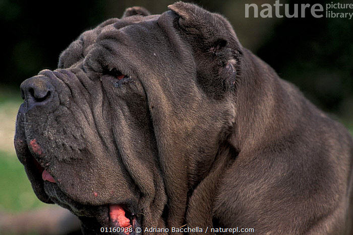 Stock photo of Domestic dog, Neopolitan Mastiff profile. Available for sale on www.naturepl.com