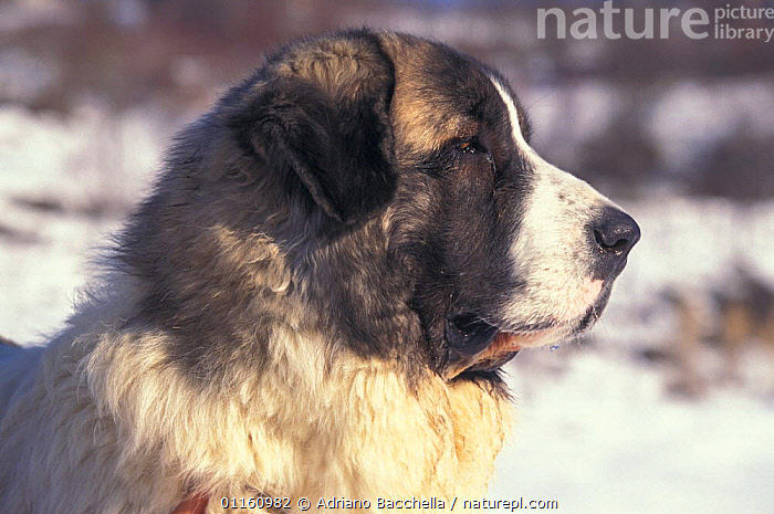 Stock photo of Domestic dog, Pyrenean Mastiff face.. Available for sale ...