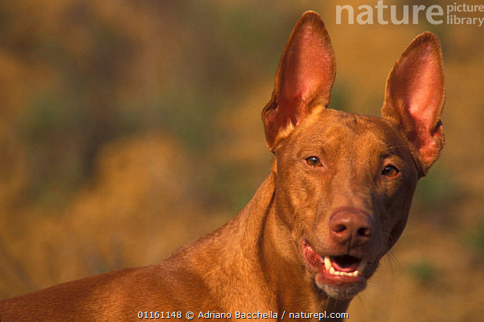 Stock photo of Domestic dog, Pharoah Hound face portrait.. Available ...