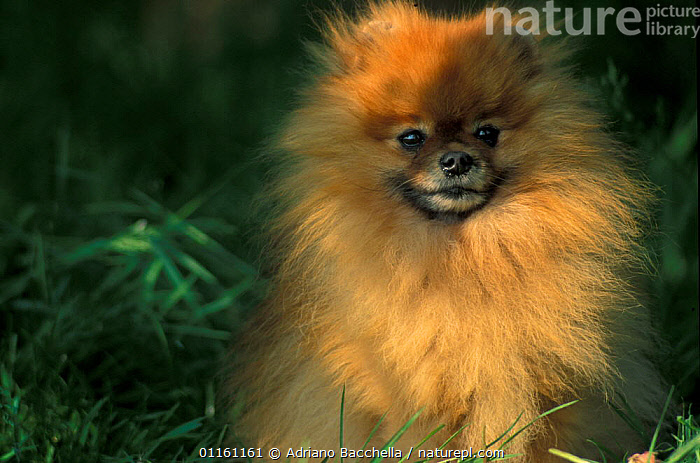 Stock photo of Portrait of Pomeranian Domestic dog. Available for sale ...