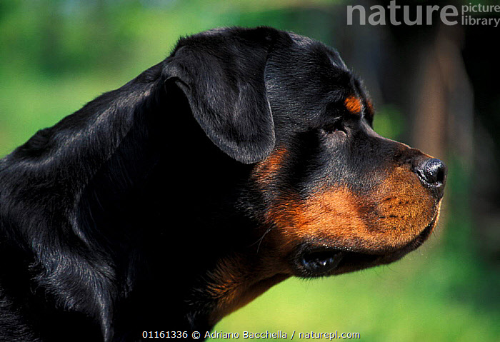 Stock photo of Domestic dog, Rottweiler profile. Available for sale on ...