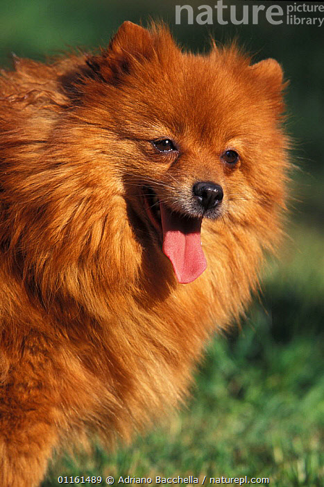 Stock photo of Domestic dog, German Spitz (Klein) portrait. Available ...