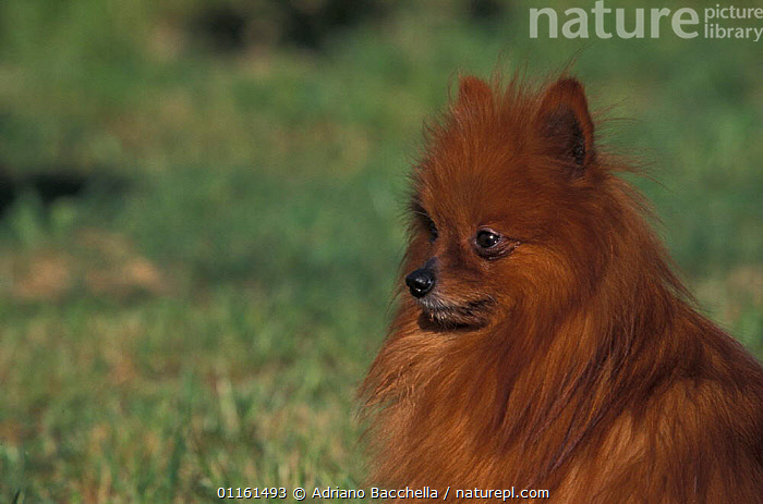 Stock photo of Domestic dog, German Spitz (Klein) portrait. Available ...