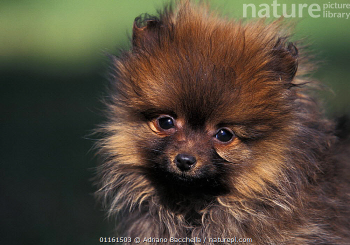 Stock photo of Domestic dog - German Spitz (Klein) puppy portrait ...
